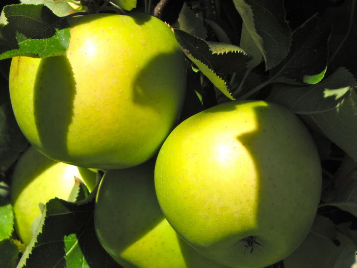 MERE MUTSU :: Mere-romanesti-eco